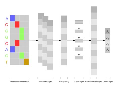 The Architecture Of The Deepdna Model An Input Genome Sequence Is Download Scientific Diagram