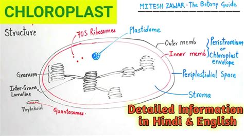 Blank Chloroplast Diagram