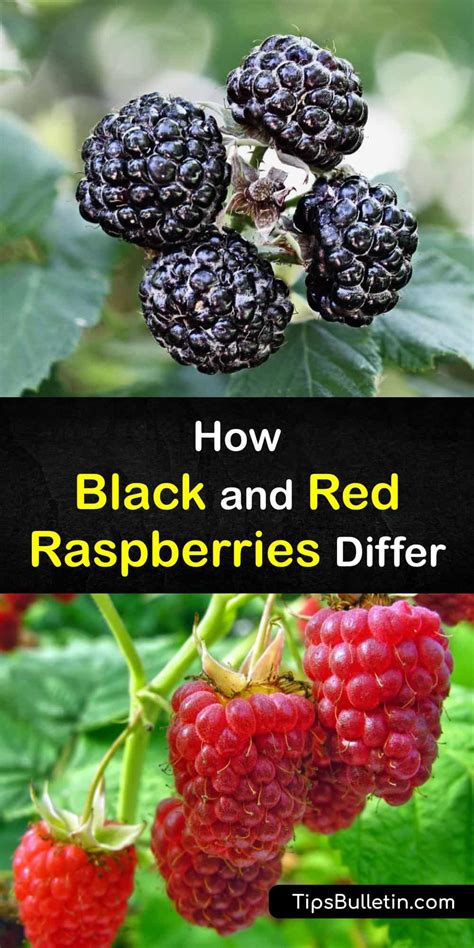 Red Raspberry And Black Raspberry Bushes Are They The Same