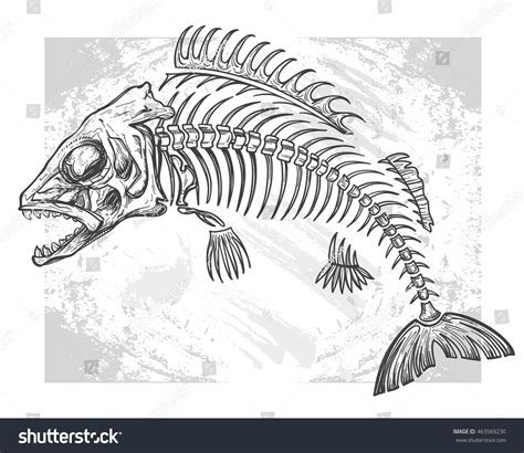 Hand Drawn Fish Skeleton Fossil Vector Stock Vector Royalty Free