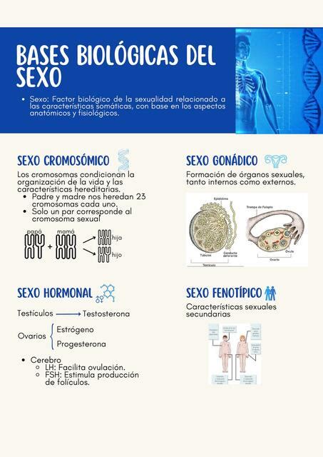 Bases Biol Gicas Del Sexo Claudia Quispe Udocz