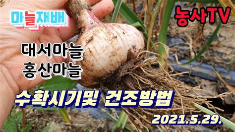 마늘재배 대서마늘 홍산마늘 수확시기 및 건조방법 농사tv Youtube