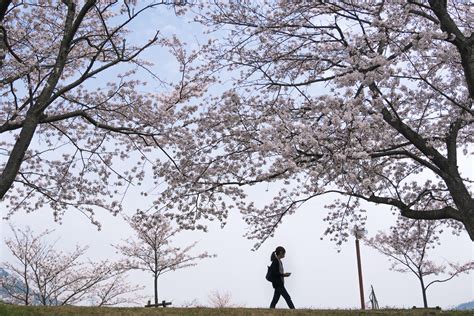 桜の季節 1day ONEPHOTO