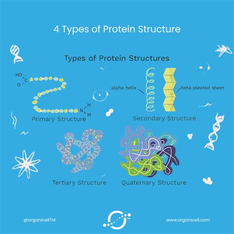 Primary Protein Structure
