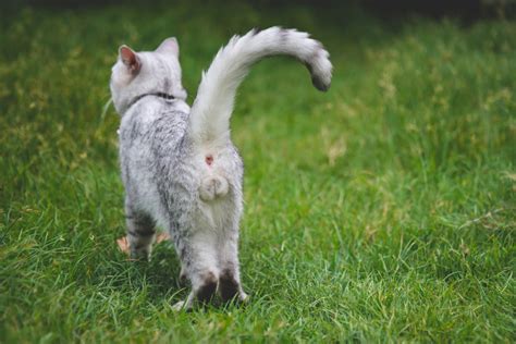 Male Cat Genitalia Picture