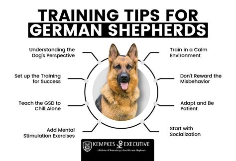 8 Best German Shepherd Training Tips For A Well Behaved Dog