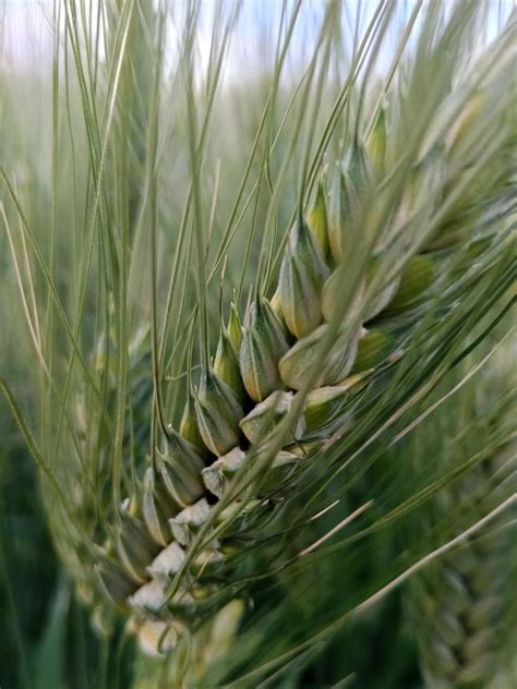 Algeria Seedcare Strategy Saidi Chaabane