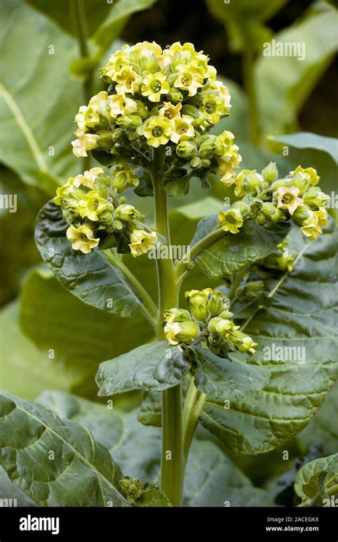 Wild Tobacco Nicotiana Rustica Flowers N Rustica Is Native To South