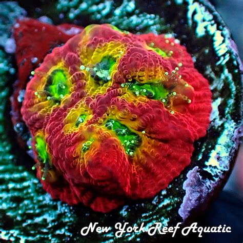 Flameboy Favites New York Reef Aquatic