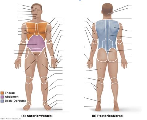 Chapter 1 Anatomical Regions Diagram Quizlet