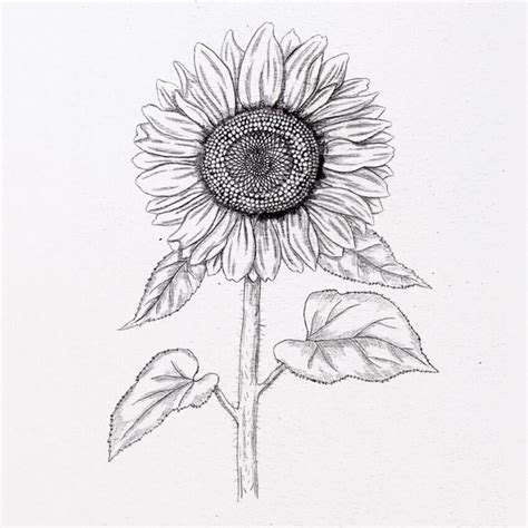 20 Sunflower Drawing Ideas How To Draw Sunflower Diyscraftsy