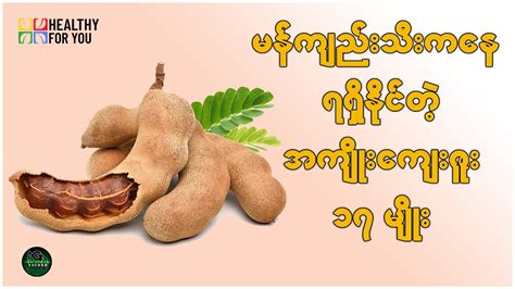 မန်ကျည်းသီးကနေရရှိနိုင်တဲ့ အကျိုးကျေးဇူး ၁၇ မျိုး Healthy For You Myanmar Youtube
