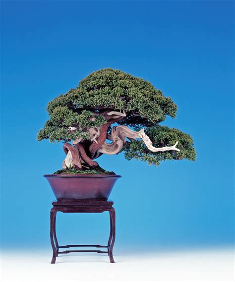 Deciduous Bonsai Today