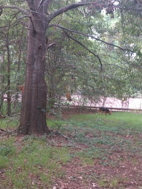 Trichonephila Clavipes Golden Silk Orb Weaver In Charleston South Carolina United States