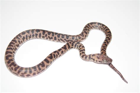 Spotted Python For Sale With Live Arrival Guarantee Xyzreptiles