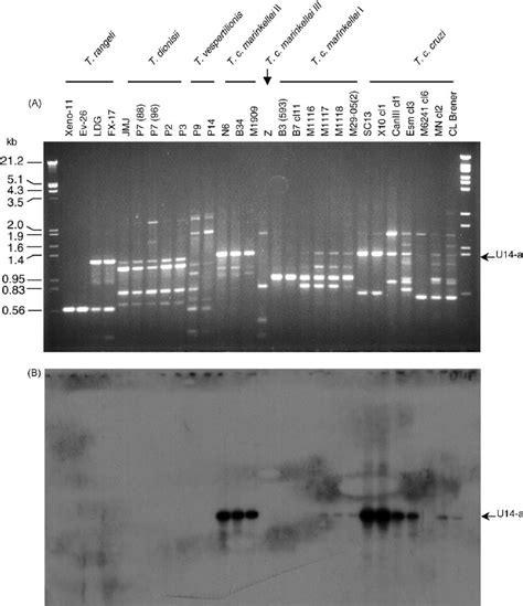 Random Amplified Polymorphic Dna Rapd Analysis With Primer U14 A Download Scientific