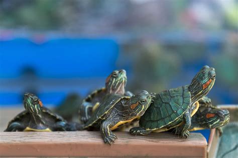 How To Tell The Age Of A Red Eared Slider Turtle At Evelyn Wegner Blog