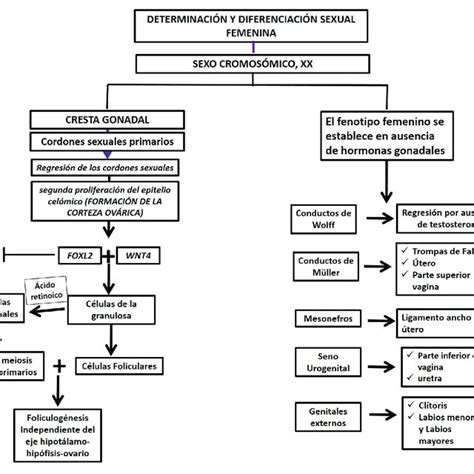 Diagrama De Flujo Del Establecimiento Del Sexo Masculino En El Download Scientific Diagram