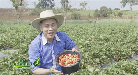 ເຕັກນິກການປູກ ສະຕໍເບີຣີ ສວນ ຢູ່ສຸກ