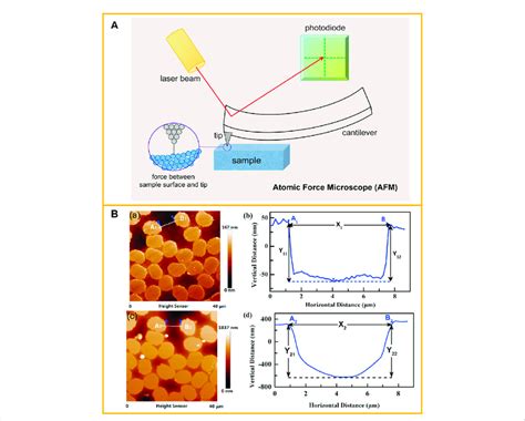 A Illustration Of An Afm Operating Principle B The Afm Topography