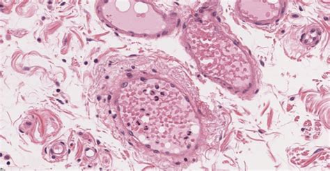 ANSC Histology LAB Flashcards Quizlet