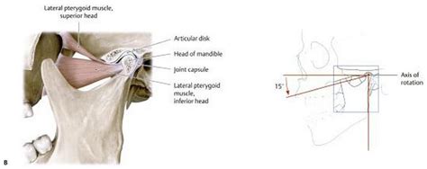 Mandibular Fossa Definition Location Function Fracture