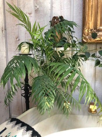 7 Big Causes Of Parlor Palm Brown Tips And How To Prevent