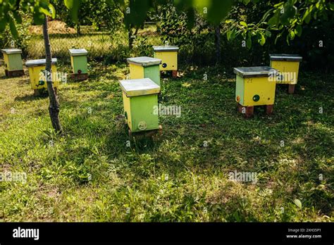 To Hive A Swarm To Make Increase From A Colony Make Up A Nucleus