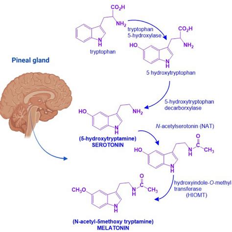 Melatonin Synthesis In The Pineal Gland And Extrapineal Sites Such As