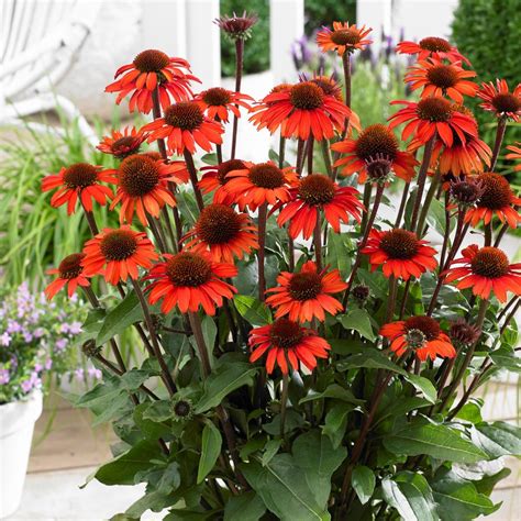 Stauder Køgevejens Planteskole