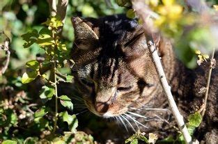 マタタビ 木天蓼 の木の育て方猫への効果と危険性は ラクして楽しむガーデニング
