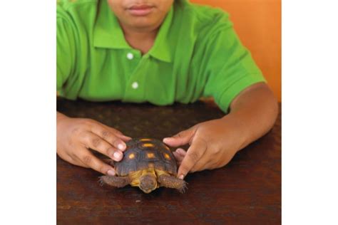 Blood Worms Bites Understanding The Facts What S That Bug