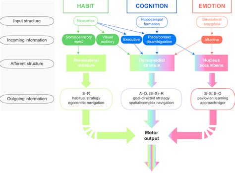 1 Memory Systems Of The Basal Ganglia Diagram Depicts Simplified Download Scientific Diagram