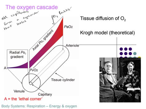 Energy Production And Oxygen Consumption Flashcards Quizlet