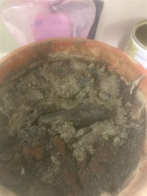 芒果 合併問題 農業知識入口網