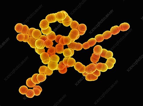 Streptococcus Bacteria Sem Stock Image C026 7505 Science Photo