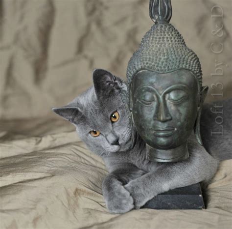 кот буддист - Recherche Google | Cat buddha, Beautiful cats, Buddha