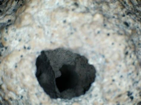 Fossil Wasp Nest ID Verification Fossil ID The Fossil Forum