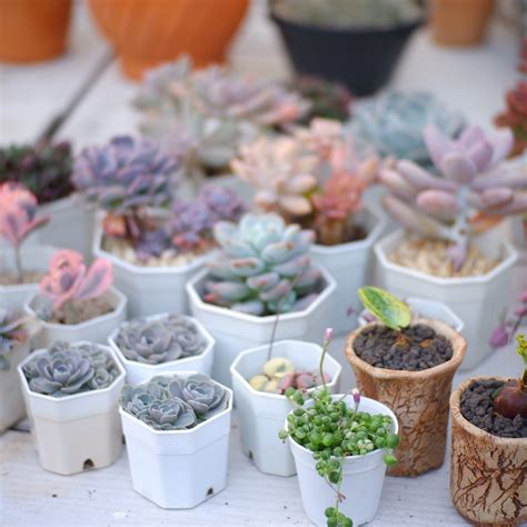 สวนกระบองเพชรหน้าบ้าน ไม้ธรรมดามาเลี้ยงให้งามๆกัน ไม่ได้ดูแลเลยช่วงนี้ มาดูอีกที แฟบไปครึ่งนึง