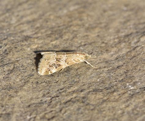 Hellula Undalis Crambidae Butterflies Of Crete