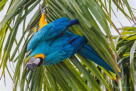 Red Shouldered Macaw Kester Clarke Wildlife Photography