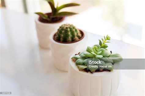 가정용 아로마 및 식물은 창문에있는 냄비에 즙이 많습니다 흰색 미니 냄비에있는 즙이 많은 사람들이 가정 장식 아이디어를 제공합니다 0명에 대한 스톡 사진 및 기타 이미지