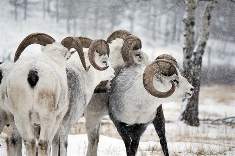 Фотографии Юкона | Фотогалерея достопримечательностей на OrangeSmile ...