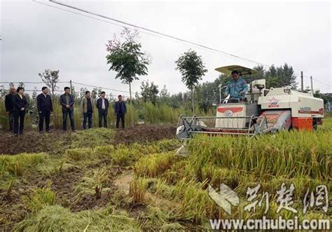 襄州區黃龍鎮搶收搶晾搶烘確保顆粒歸倉 每日頭條
