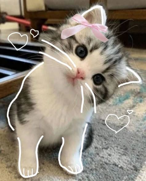 Cute Profile Pictures Aesthetic Cat