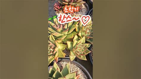 🌱 초창기 한스~~♡ 다요니62사랑 다육사랑 다육집사 매혹의창 한스succulent Plants Flowers
