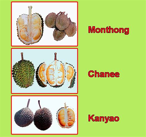Durian Info Durian Varieties In Thailand