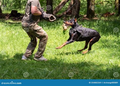 Doberman With A Cynologist In Attack Training In The Face Stock