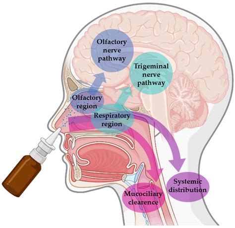 Lipid And Polymeric Nanoparticles For Brain Drug Delivery Encyclopedia Mdpi
