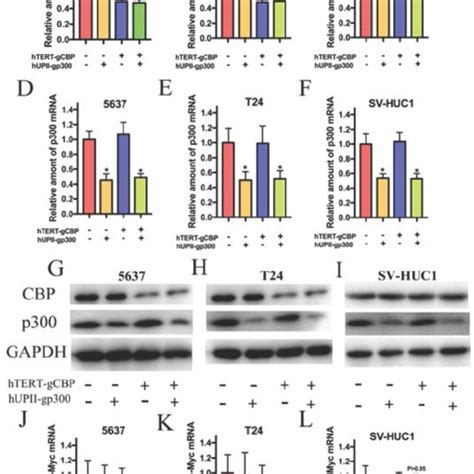 The Crispr Interference System Selectively Impaired Cbp And P300